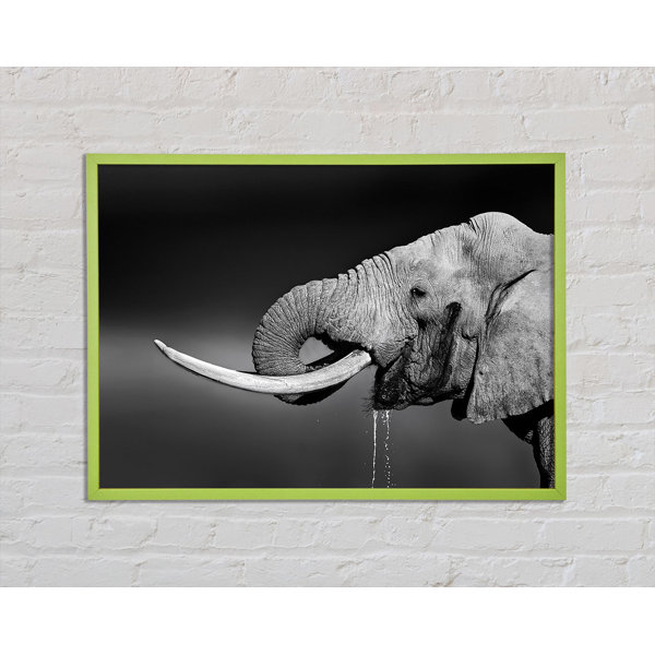 Brayden Studio Aneria Elephant Drink - Single Picture Frame Print | Wayfair.co.uk